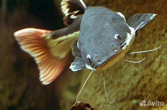 Сом краснохвостый