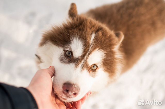Щенок девочка Сибирский Хаски
