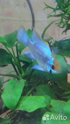 Рыба апистограмма электрик блю