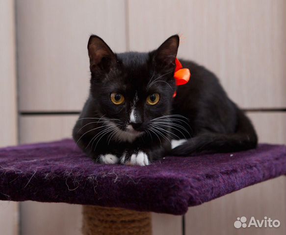 Кошка