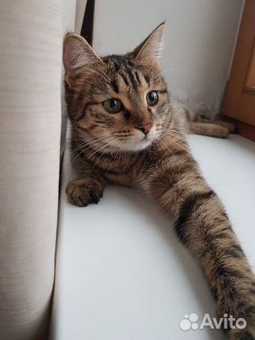 Котёнок подросток, девочка