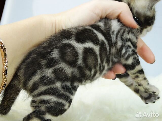 Бенгальские котята (золото, серебро, снег)