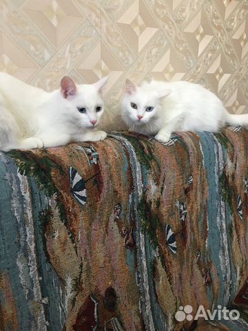 Белоснежные котята / белый котёнок
