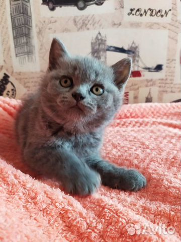 Шотландские котята
