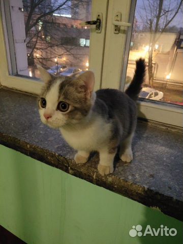 Кот. Котенок. Британец (полукровка)