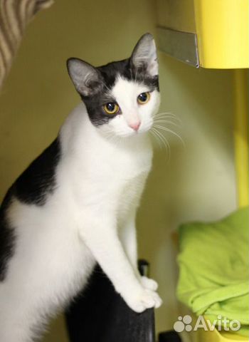 Котенок - пират, ласковая