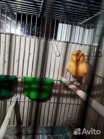 Кенары от 2000 и готовые самки 1500