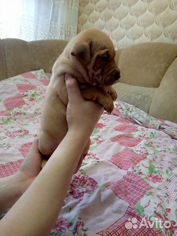 Собака