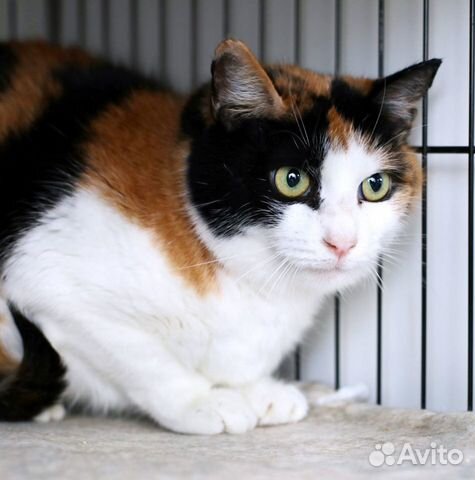 Пеструшка в поисках добрых людей