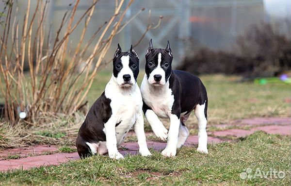 Красивые чёрные щенки амстаффа 2.5 мес