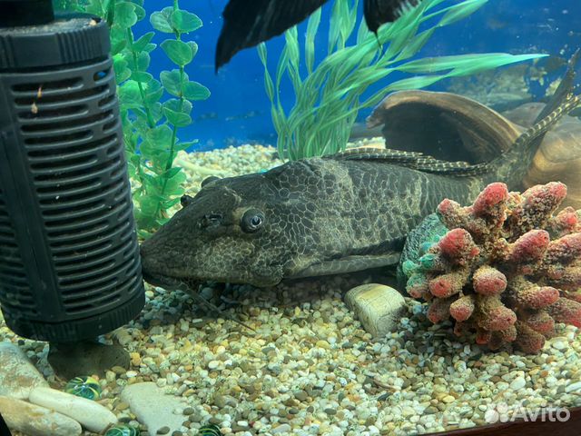 Сом присоска большой