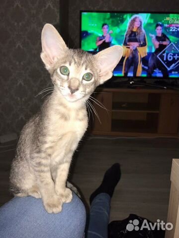 Ориентальные котята
