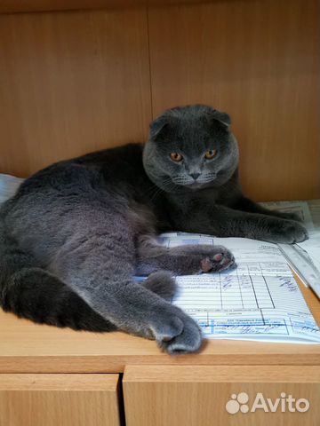 Котята британец-шотландец