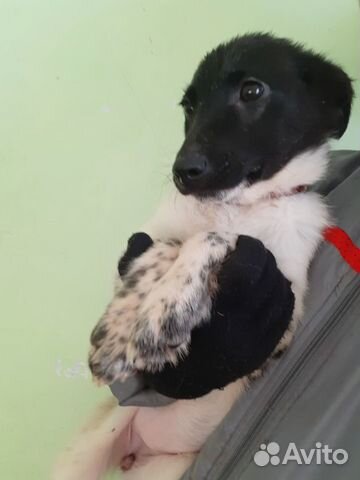 Щенок, девочка дворянка