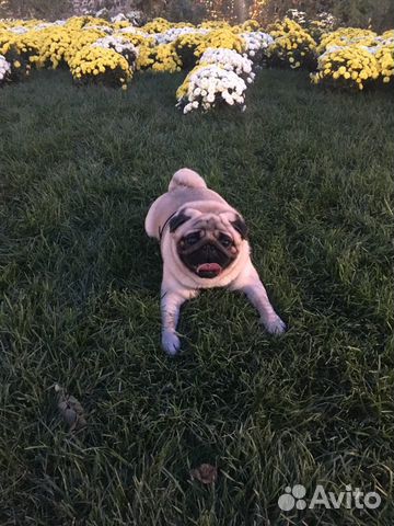 Вязка Мопса (кобель)