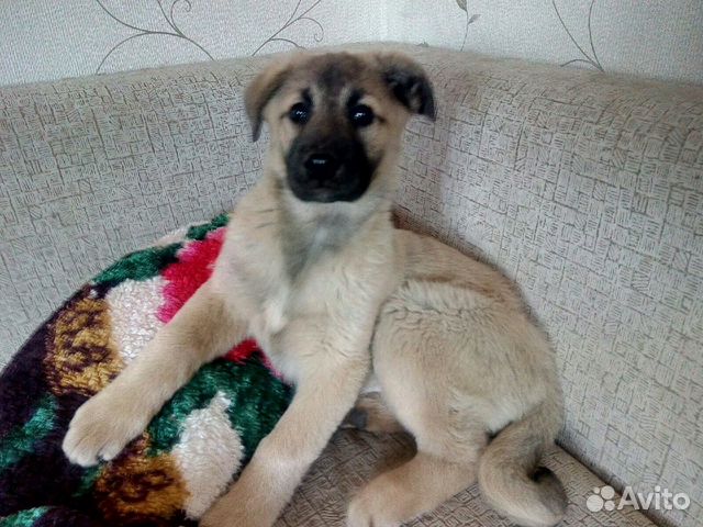 В добрые руки