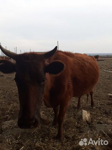 Коровы бартер на овцы