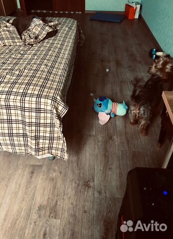 Вязка, йоркширский терьер (средний)