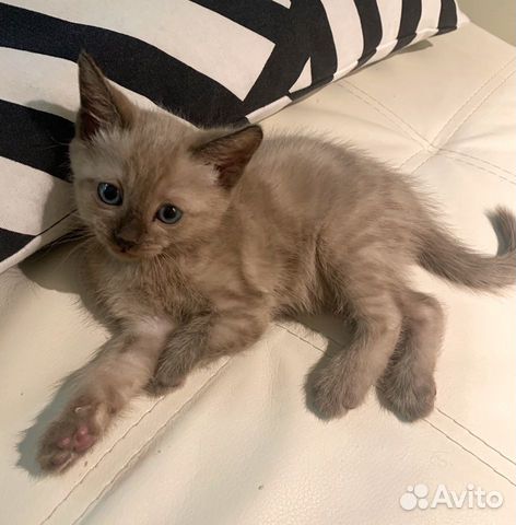 Котёнок лапка