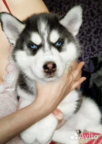 Щенок хаски 1,5 мес девочка