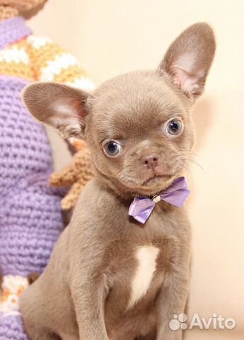 Лиловый пупсик