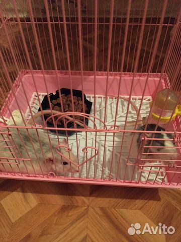 Отдам в заботливые и добрые руки крысок