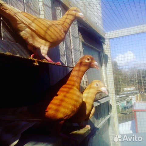 Голуби для дачи