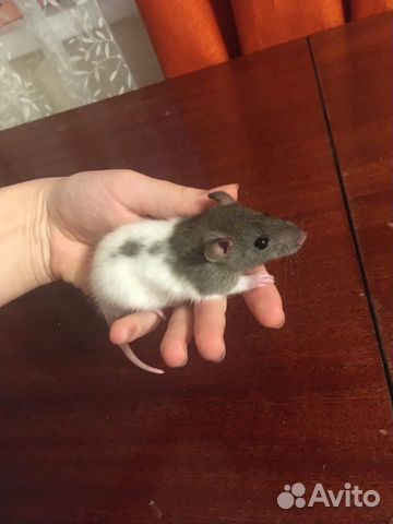Крысёнок в добрые руки