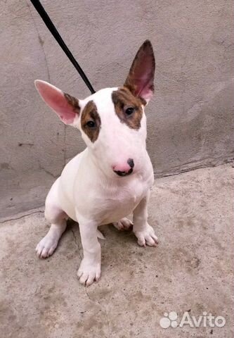 Булочка девочка, стандартный бультерьер