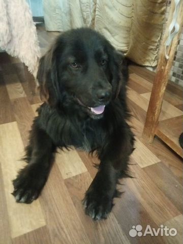 Элегантный Федор