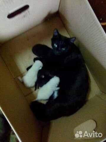 Котята-целители