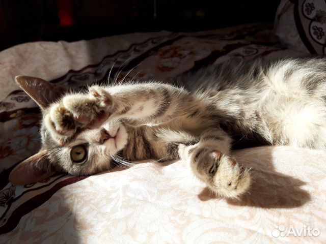 Котёнок мальчик