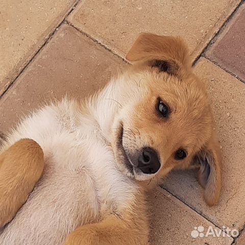 Щенок в добрые руки