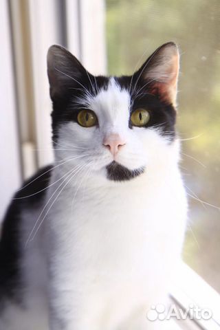 Котик Феликс в дар