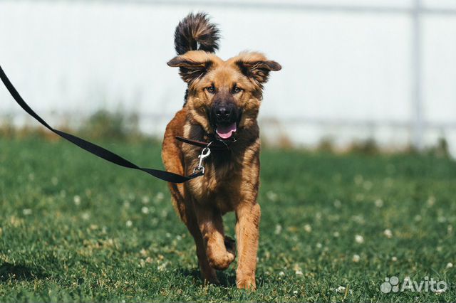 Щенок подросток в добрые руки