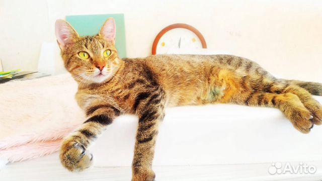 Стерилизованная тигрица в добрые руки