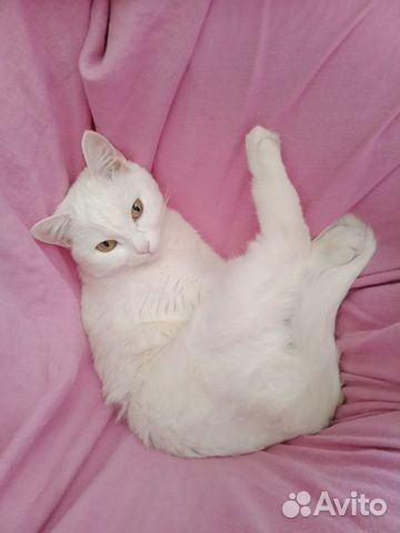 Кошка в добрые руки