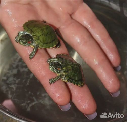 Черепахи две, аквариум, переноска и фильтр