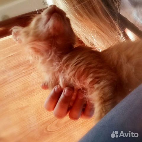 Котик по имени Тимон ищет добрую и любящую семью