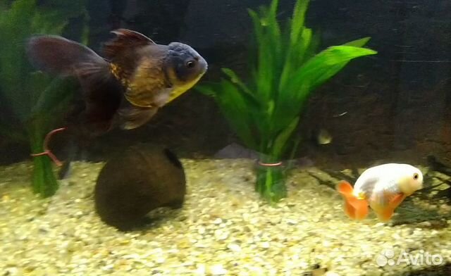 Золотые Рыбки ранчу И оранды