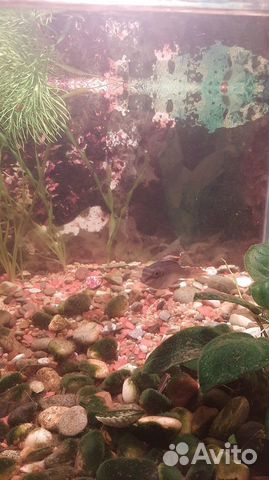 Отдам 2-х рыбок Попугаи (темные)
