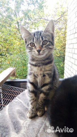 Кошечка