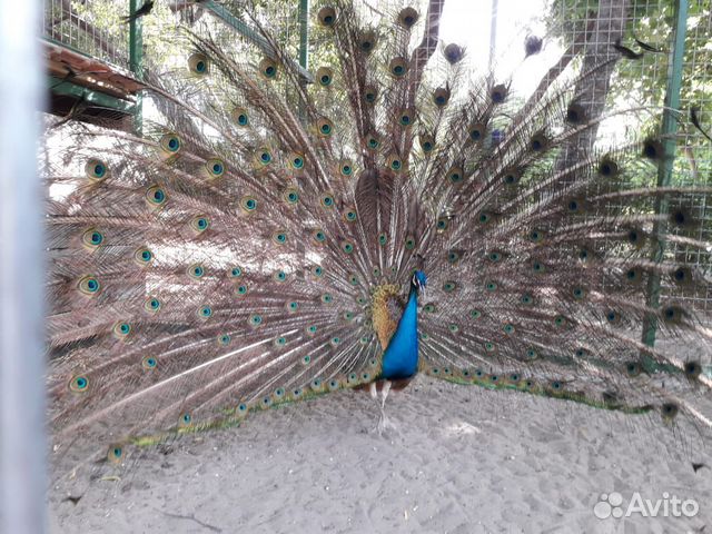 Продам павлинов или обмен на корма