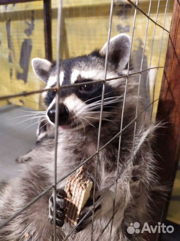 Енота отдам