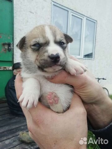 Метис Хаски