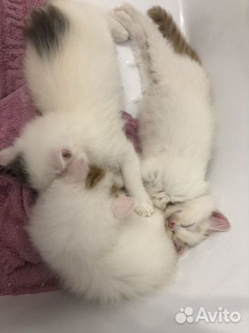 Котята в надежные руки