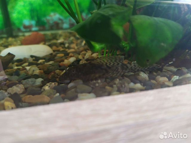 Анциструс сомик вуалехвост