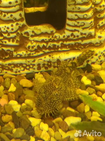 Сом анциструс самец