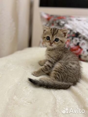 Шотландский котёнок