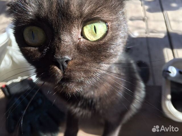 Шотландочка в добрые руки